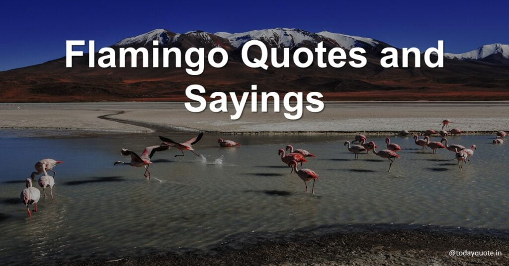 139 Positive Flamingo Quotes About the Bright Pink Birds